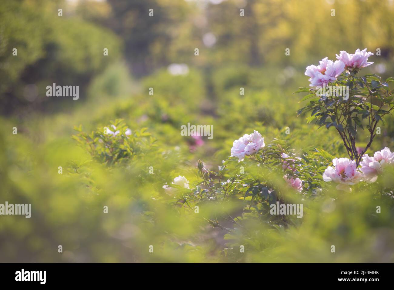 Luoyang flowers hi-res stock photography and images - Alamy