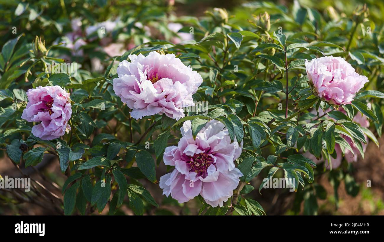 Peony flowers blooming spring flower Stock Photo - Alamy