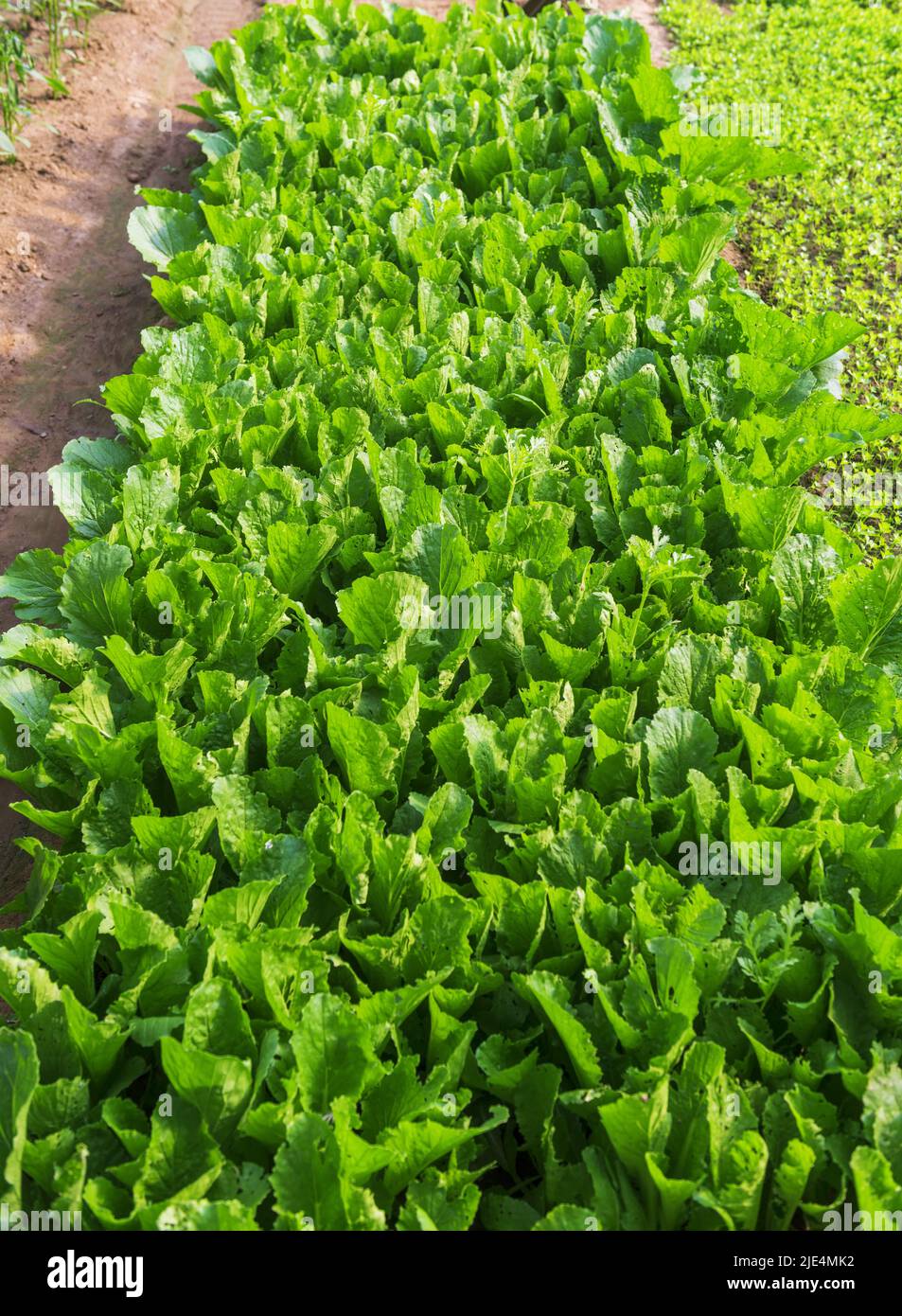 Lettuce green vegetables vegetables close-up farm-style Stock Photo - Alamy