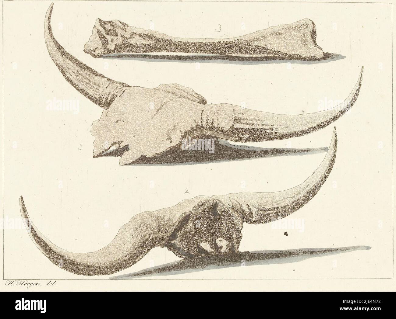 Bones washed ashore hi-res stock photography and images - Alamy