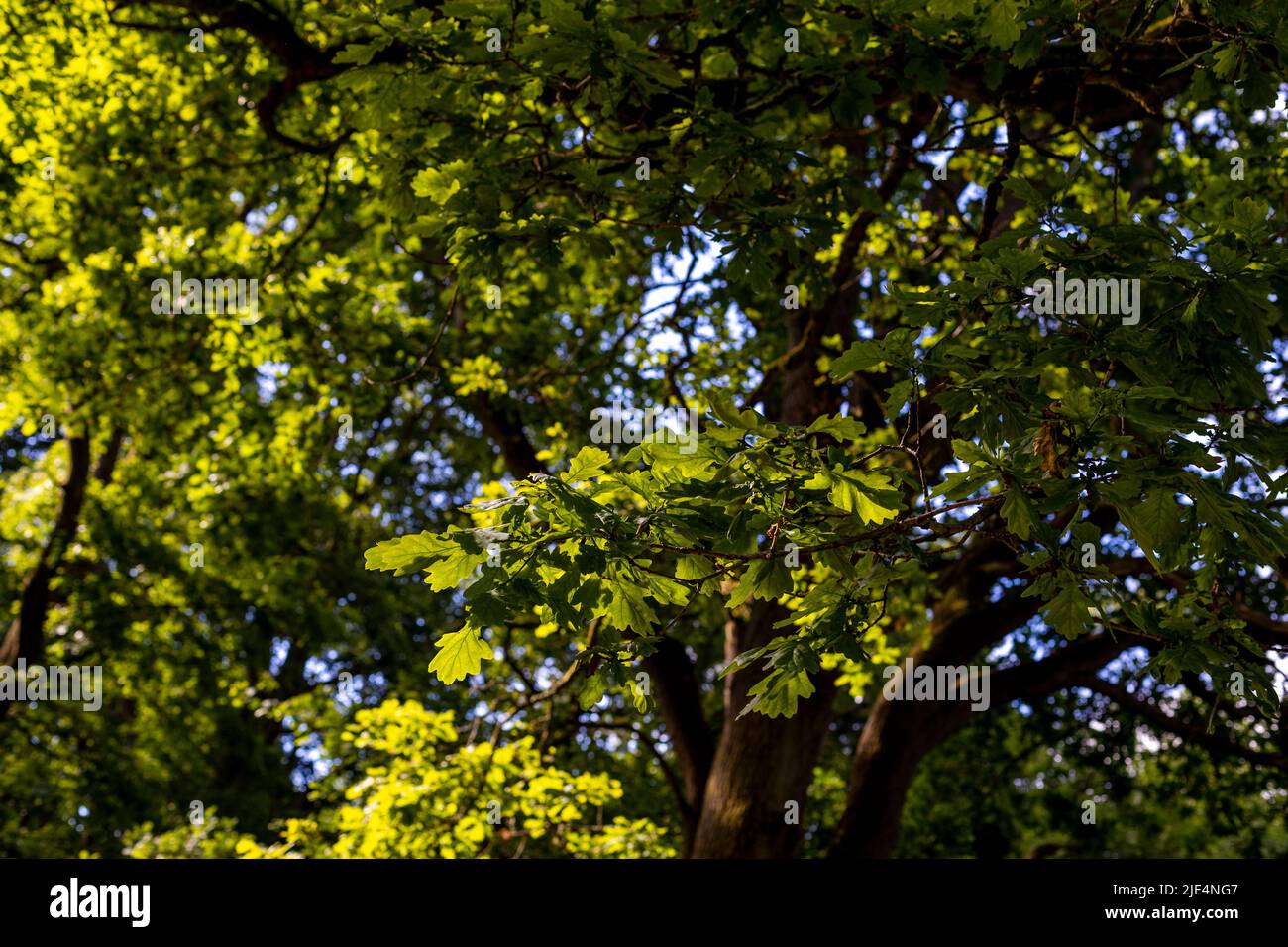 Oak leaves, Cannop Ponds, Forest of Dean, Gloucestershire Stock Photo ...