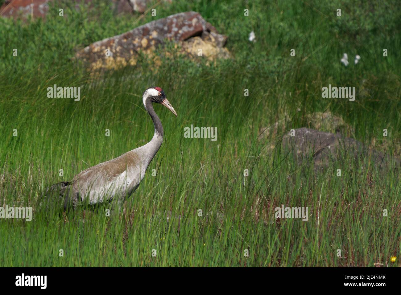 Crane animal hi-res stock photography and images - Alamy
