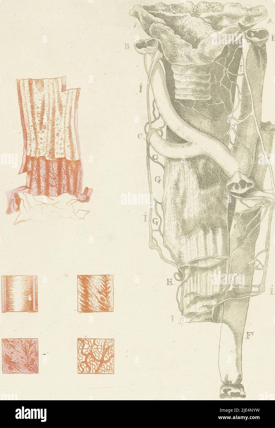 Print showing anatomical data of the esophagus and the beginning of the ...