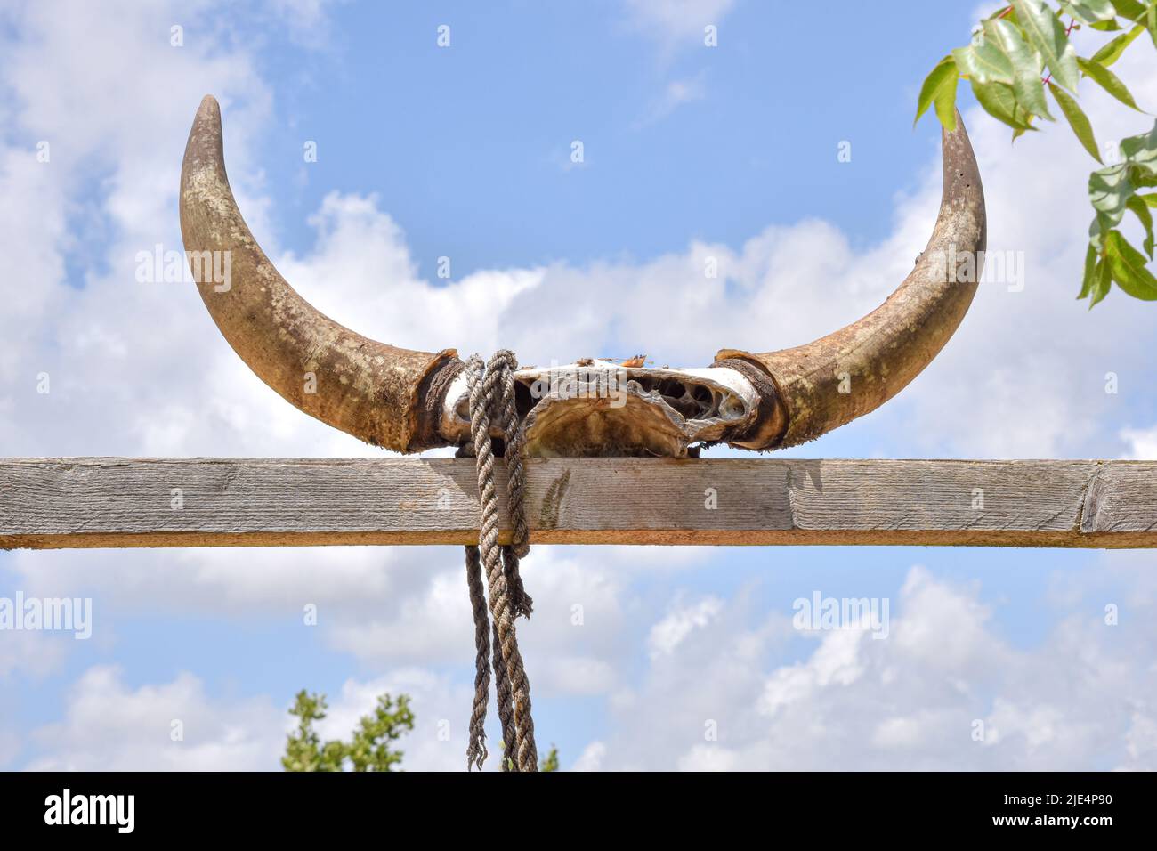 skull bones, cow skull, bull skull, bull, cow, horns, bull horns, cow ...