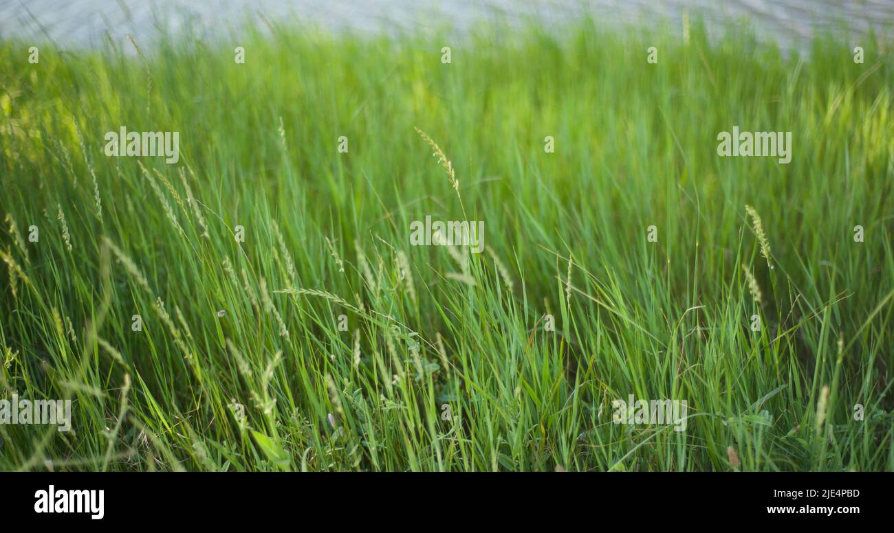 Green herbal backgrounds. Grass. Hay. Greens Stock Photo - Alamy