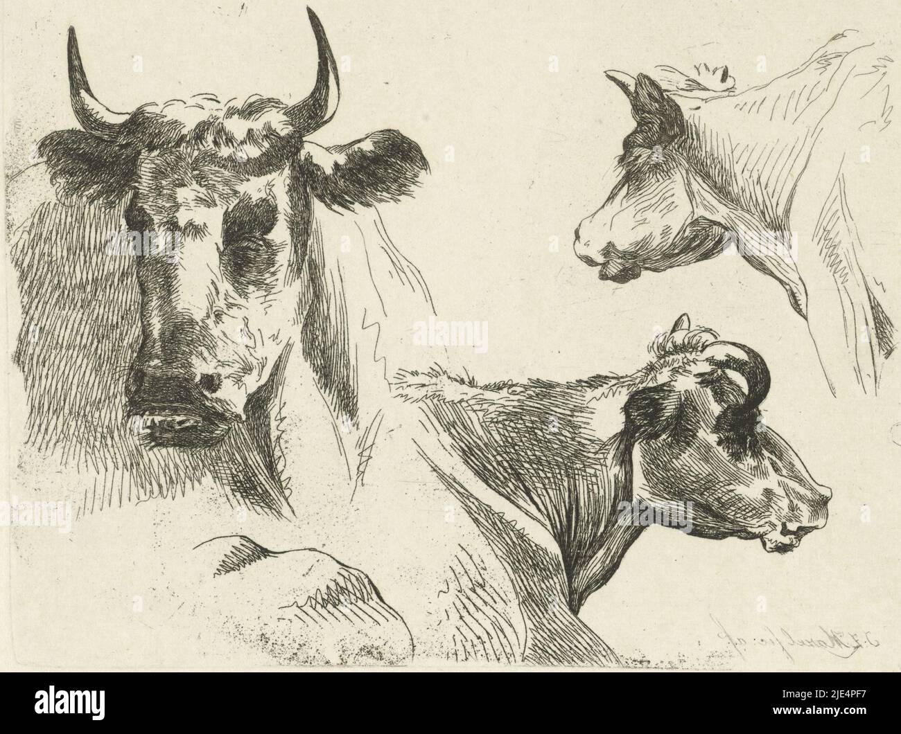 Three Headed Cow