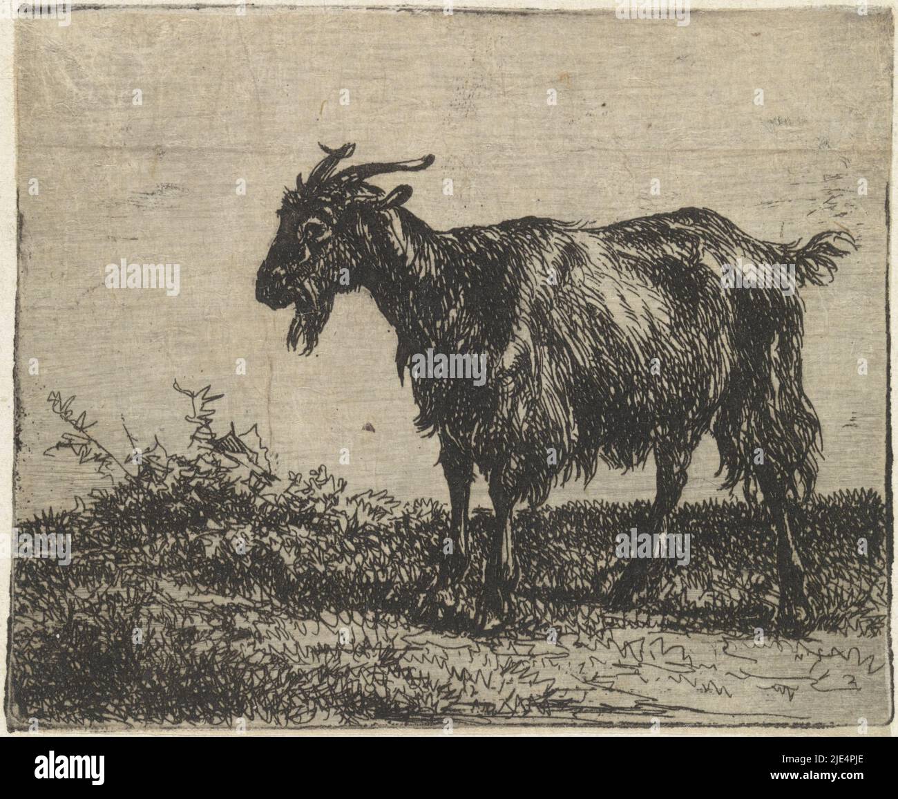 Goat, print maker: Jan Bedijs Tom, Jan Bedijs Tom, The Hague, 1823 ...