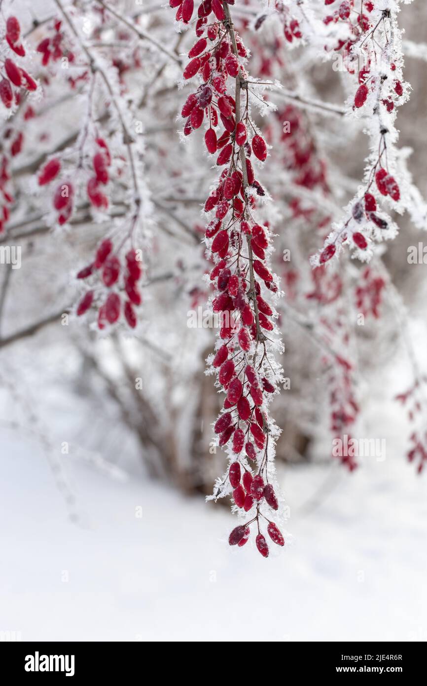 Vertical close-up of frosty barberry tree with soft focused snow and ...