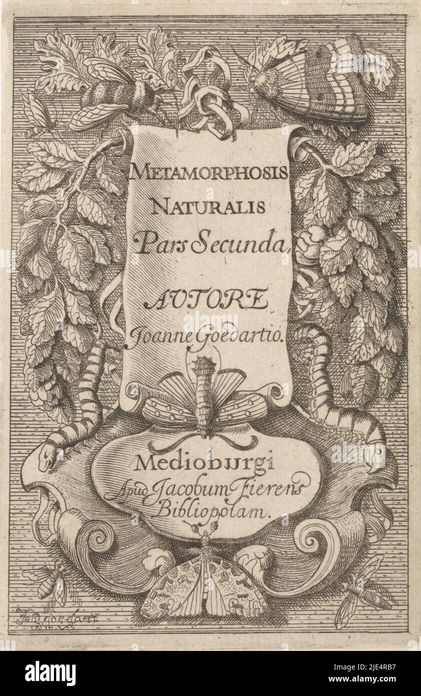 Metamorphosis naturalis hi-res stock photography and images - Alamy