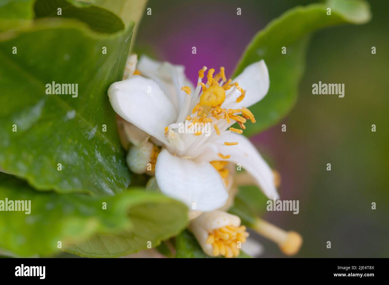 Lemon tree blossoms hi-res stock photography and images - Alamy