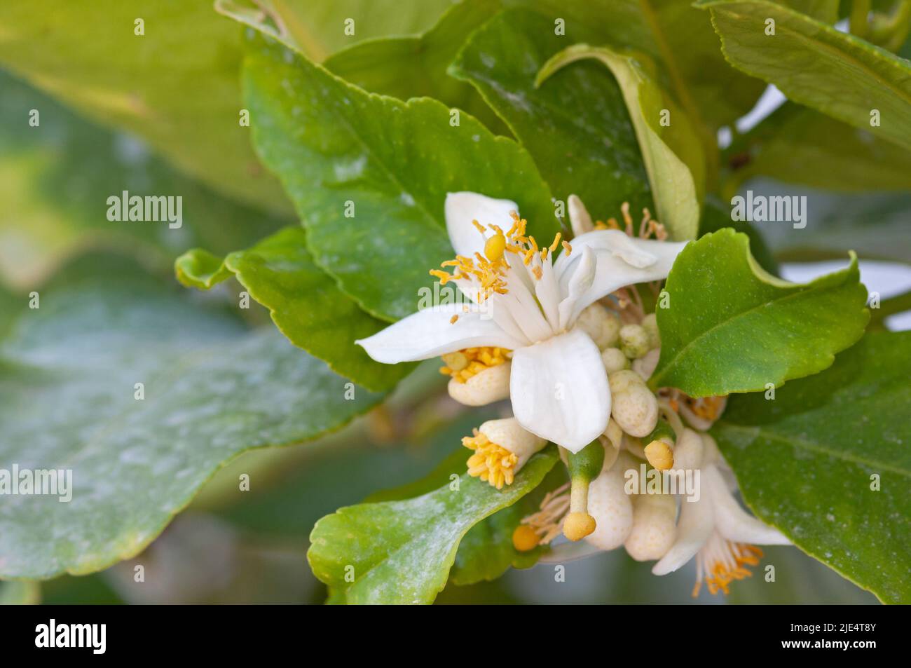 Lemon tree blossoms hi-res stock photography and images - Alamy