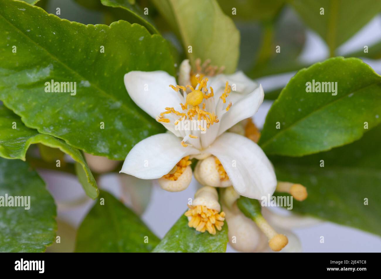 Citrus Lemon Flower Stock Photo - Alamy