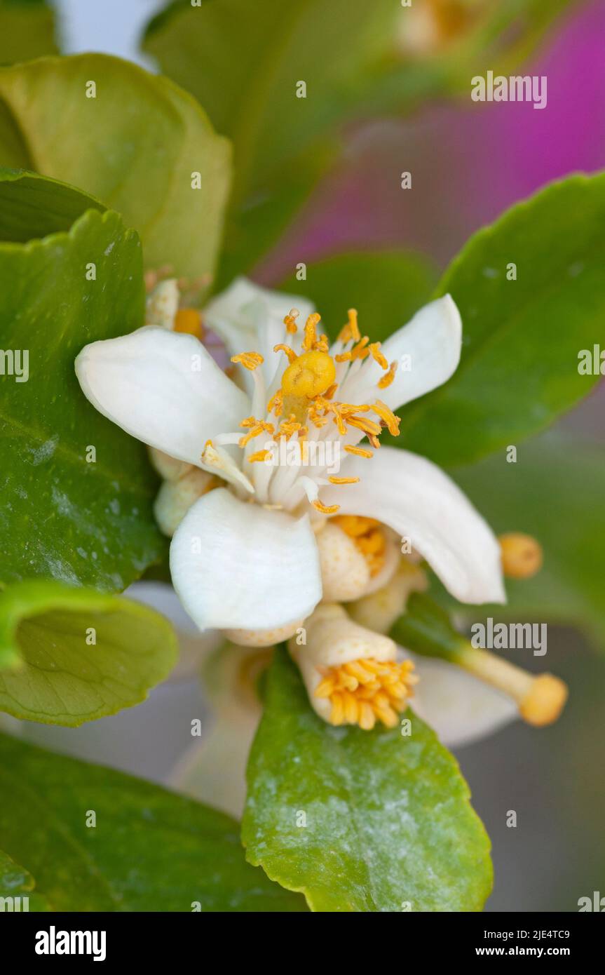 Close up white lemon blossoms hi-res stock photography and images - Alamy