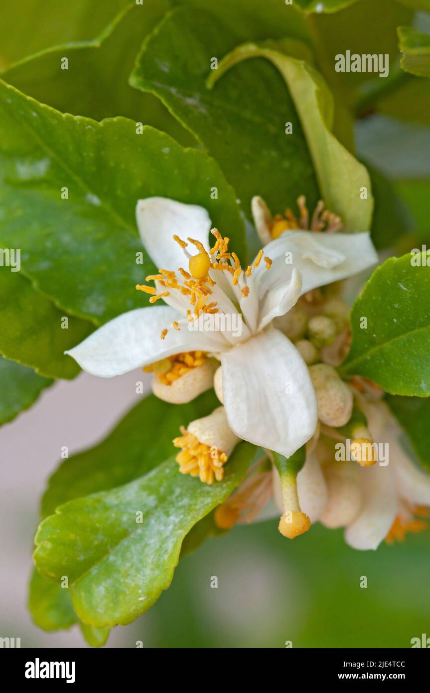 Close up white lemon blossoms hi-res stock photography and images - Alamy