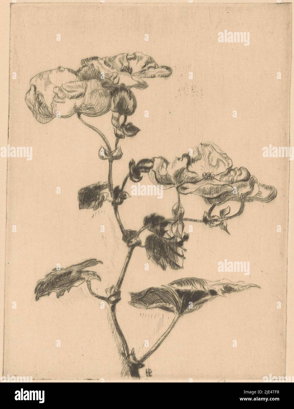 Maria hermana johanna de boer plantenga hi-res stock photography and images - Alamy