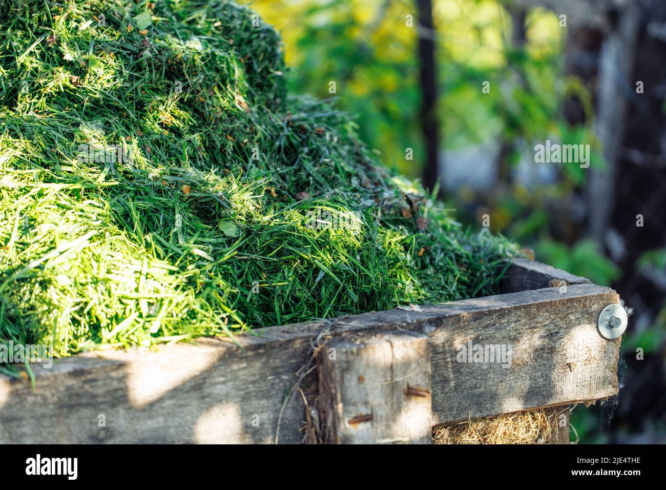 Closeup photo of fresh cut green grass pile in box. Compost, manure ...