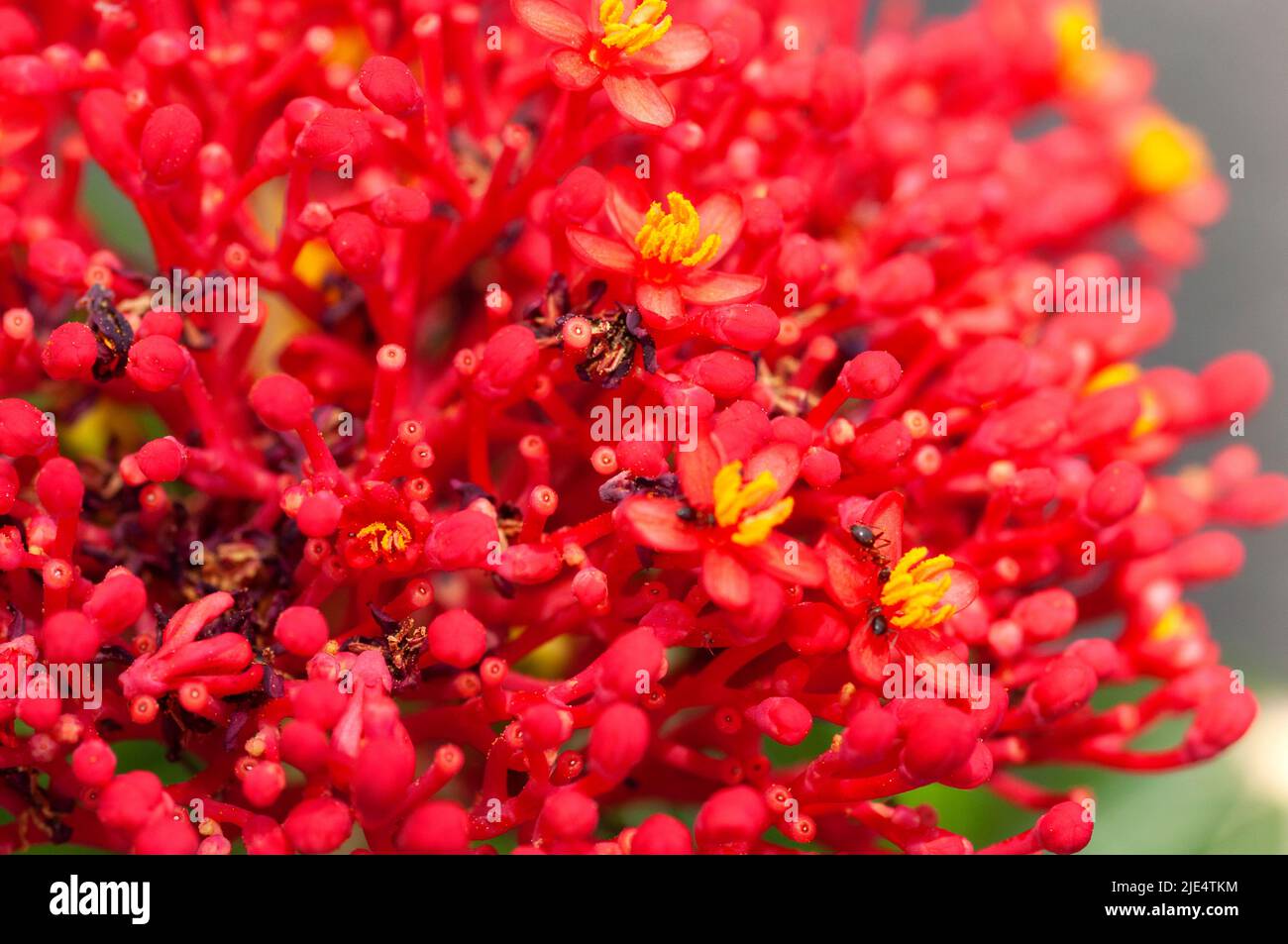 Coral Plant, Jatropha Multifida Stock Photo - Alamy