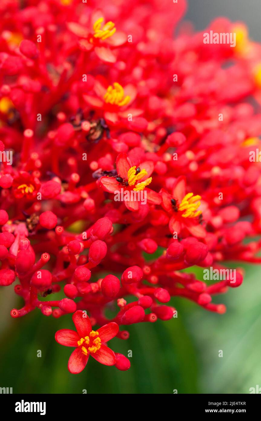 Coral Plant, Jatropha Multifida Stock Photo - Alamy
