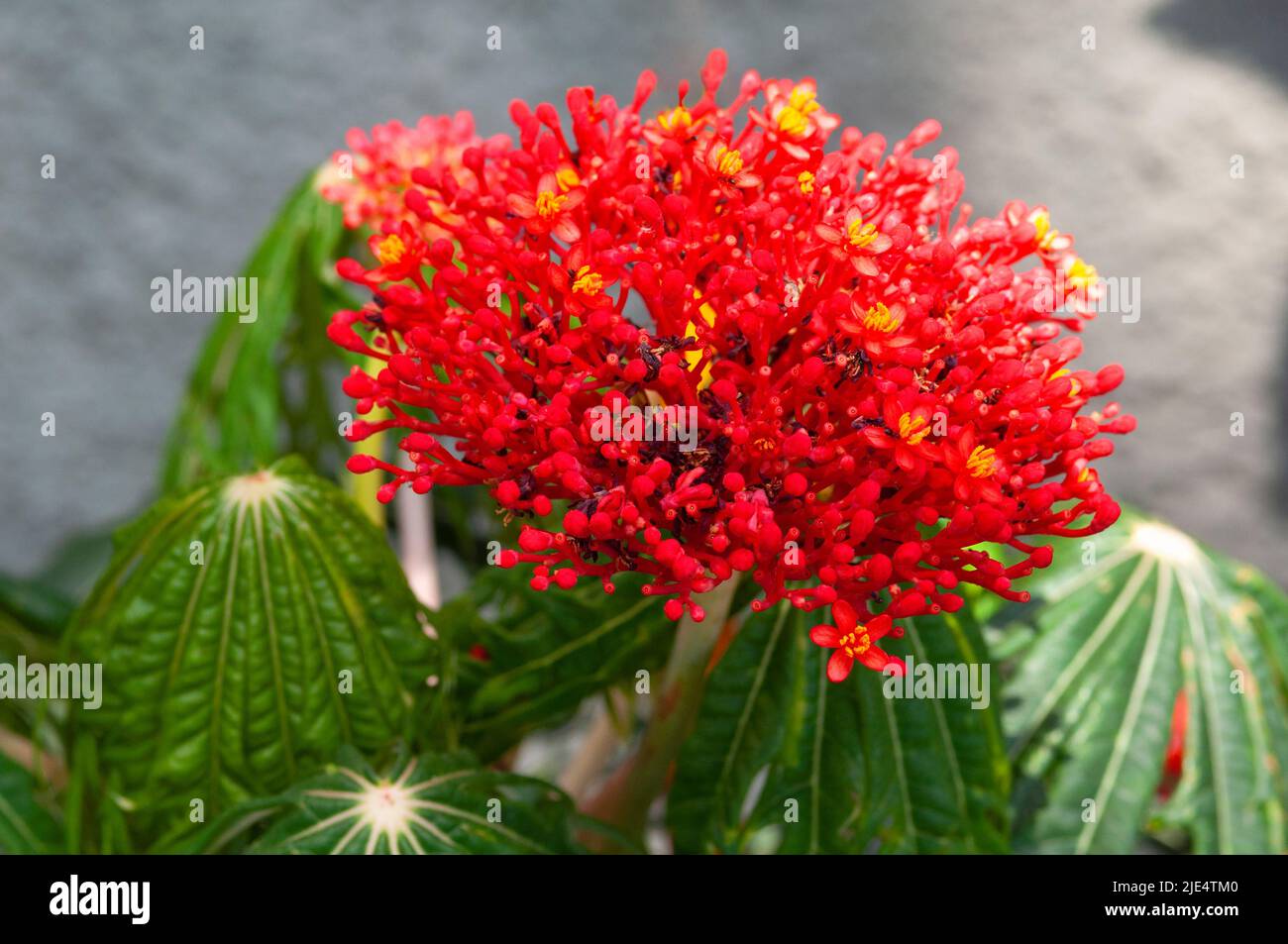 Coral Plant, Jatropha Multifida Stock Photo - Alamy