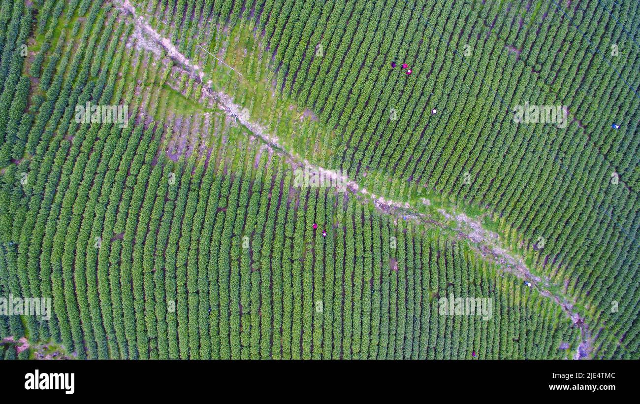 Tea plantations aerial hi-res stock photography and images - Alamy