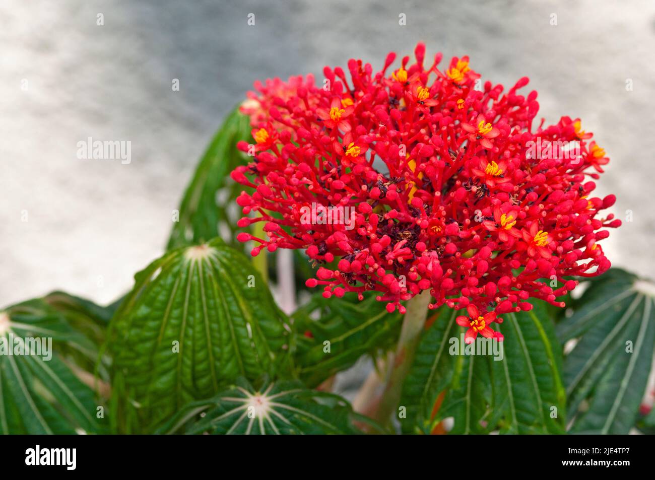 Coral Plant, Jatropha Multifida Stock Photo - Alamy