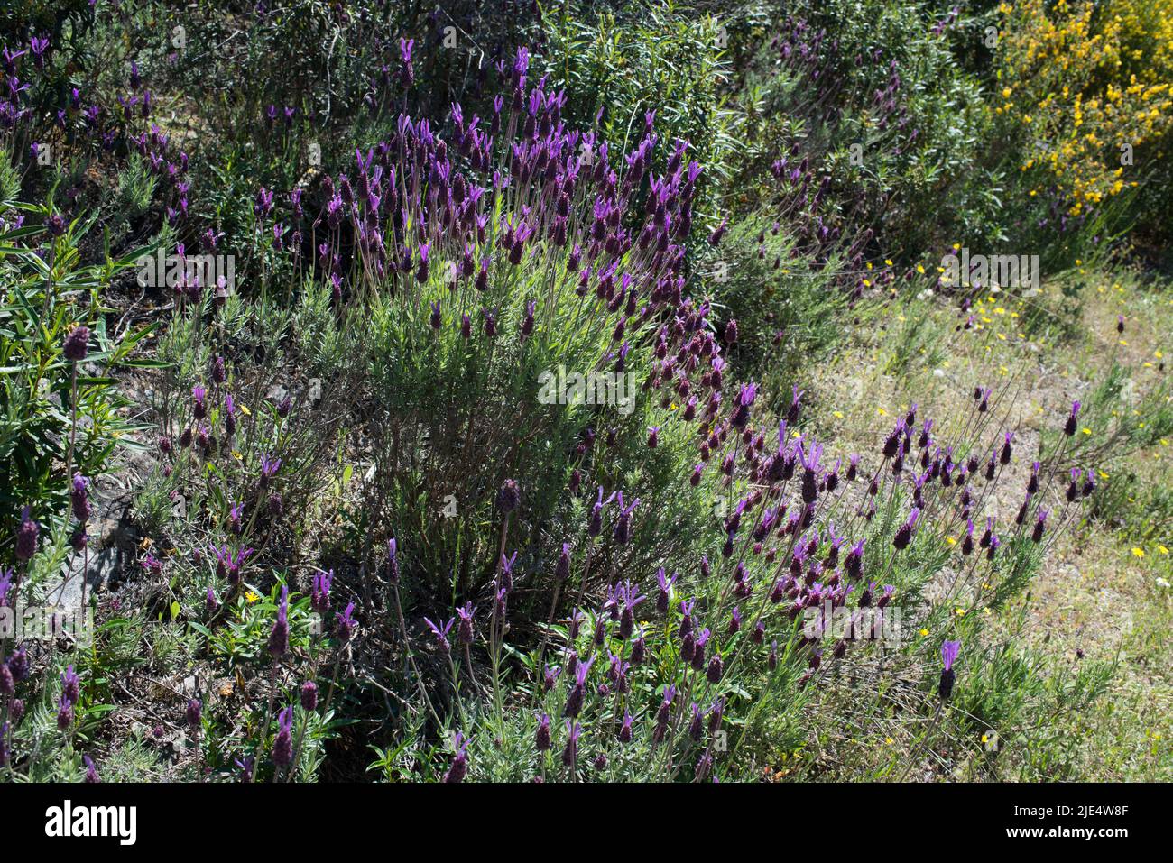 Lavender bush in bloom hi-res stock photography and images - Alamy