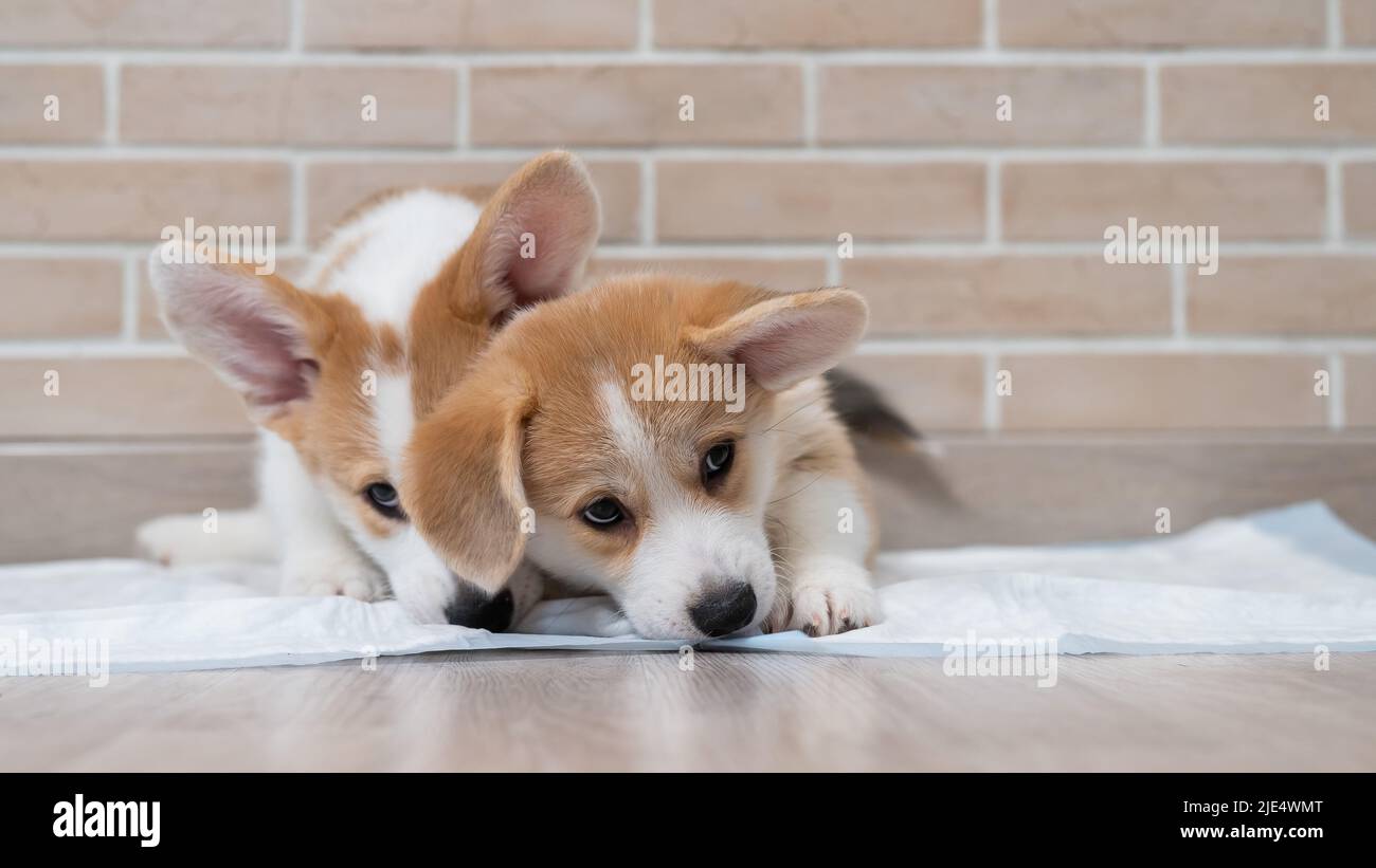 Two pembroke corgi puppies on a disposable diaper Stock Photo - Alamy