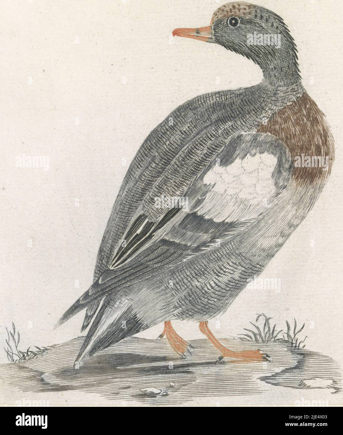 Netherlands duck hi-res stock photography and images - Alamy