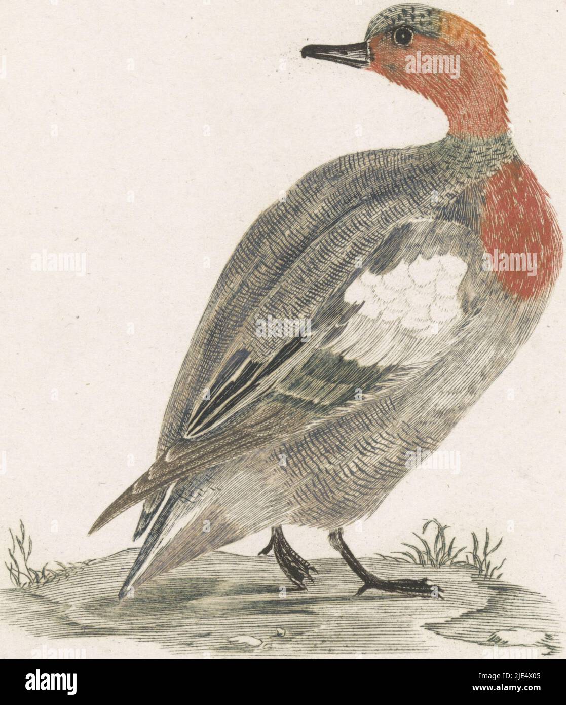 Duck to the right, looking to the left, print maker: anonymous, Johan ...