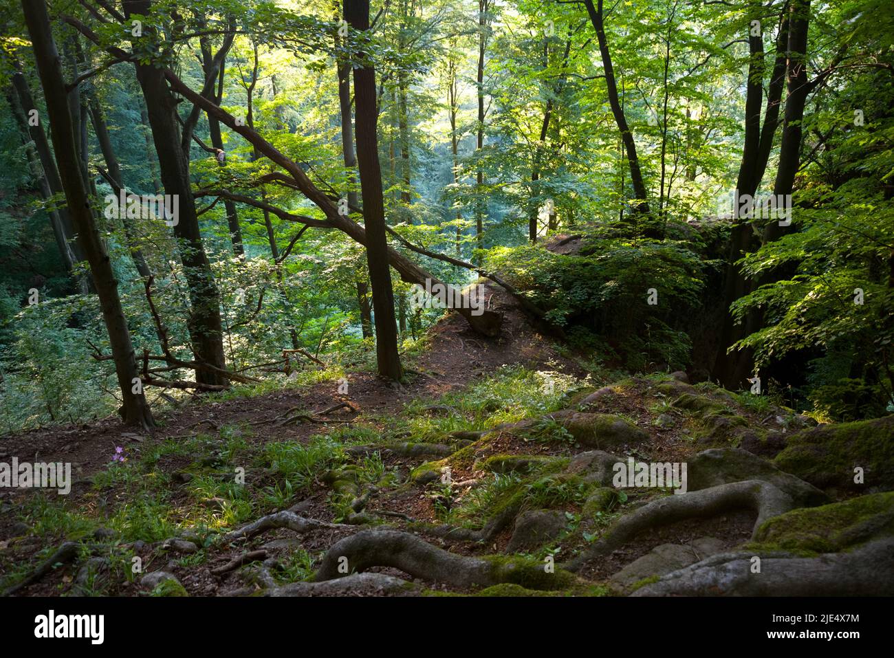 Deep forest, tree roots and fallen tree Stock Photo - Alamy