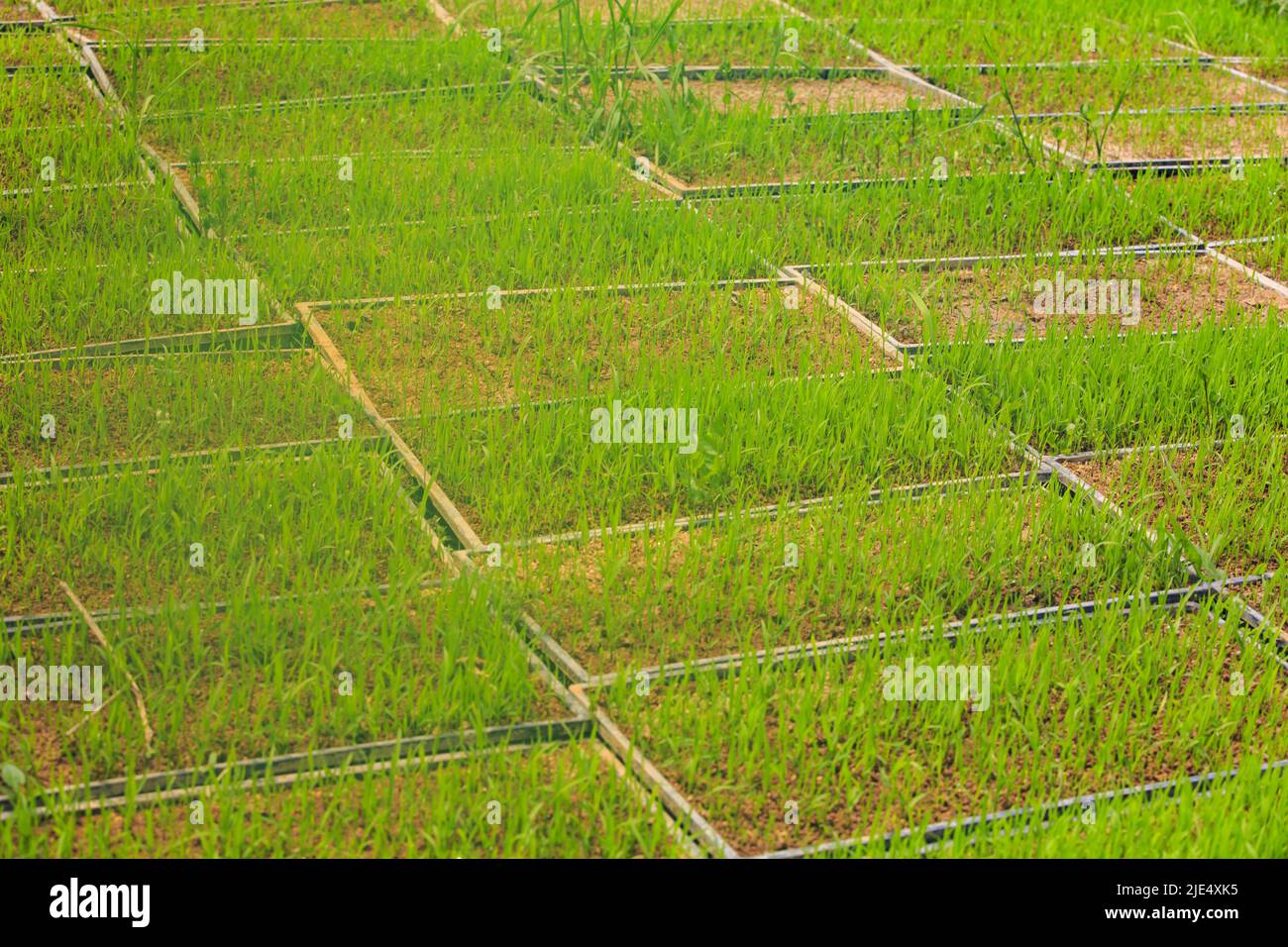 Linhai zhejiang taizhou spring scenery Stock Photo - Alamy