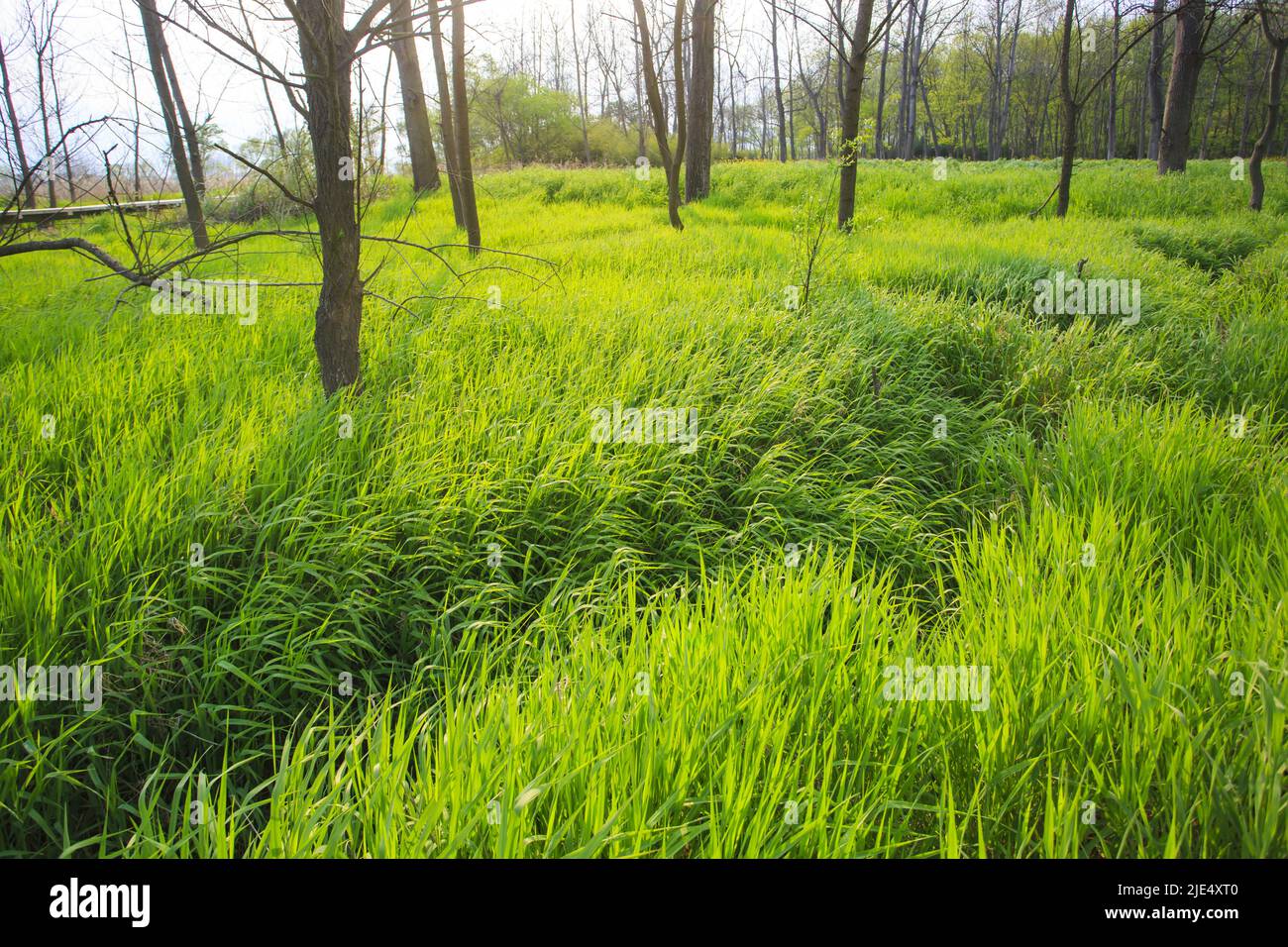 Linhai zhejiang taizhou sanjiang wetland park ecological Stock Photo ...