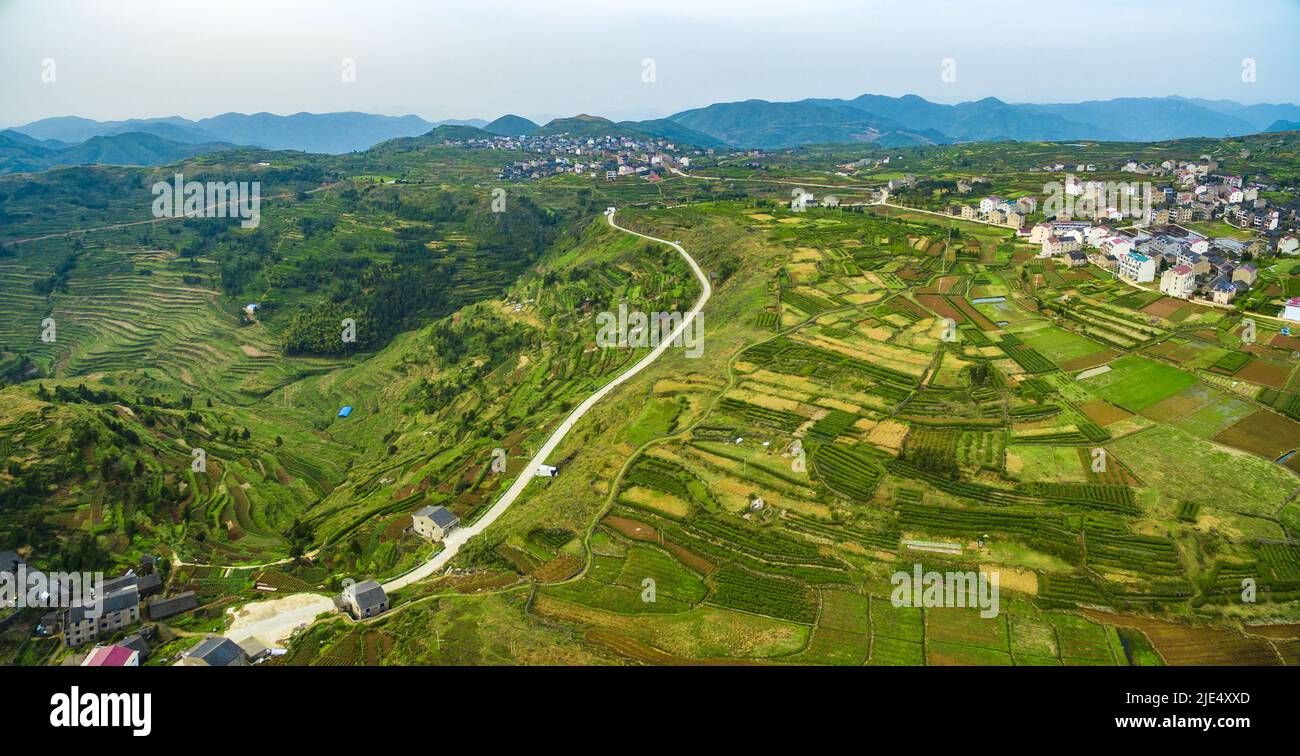 Aerial view green tea plantations hi-res stock photography and images ...