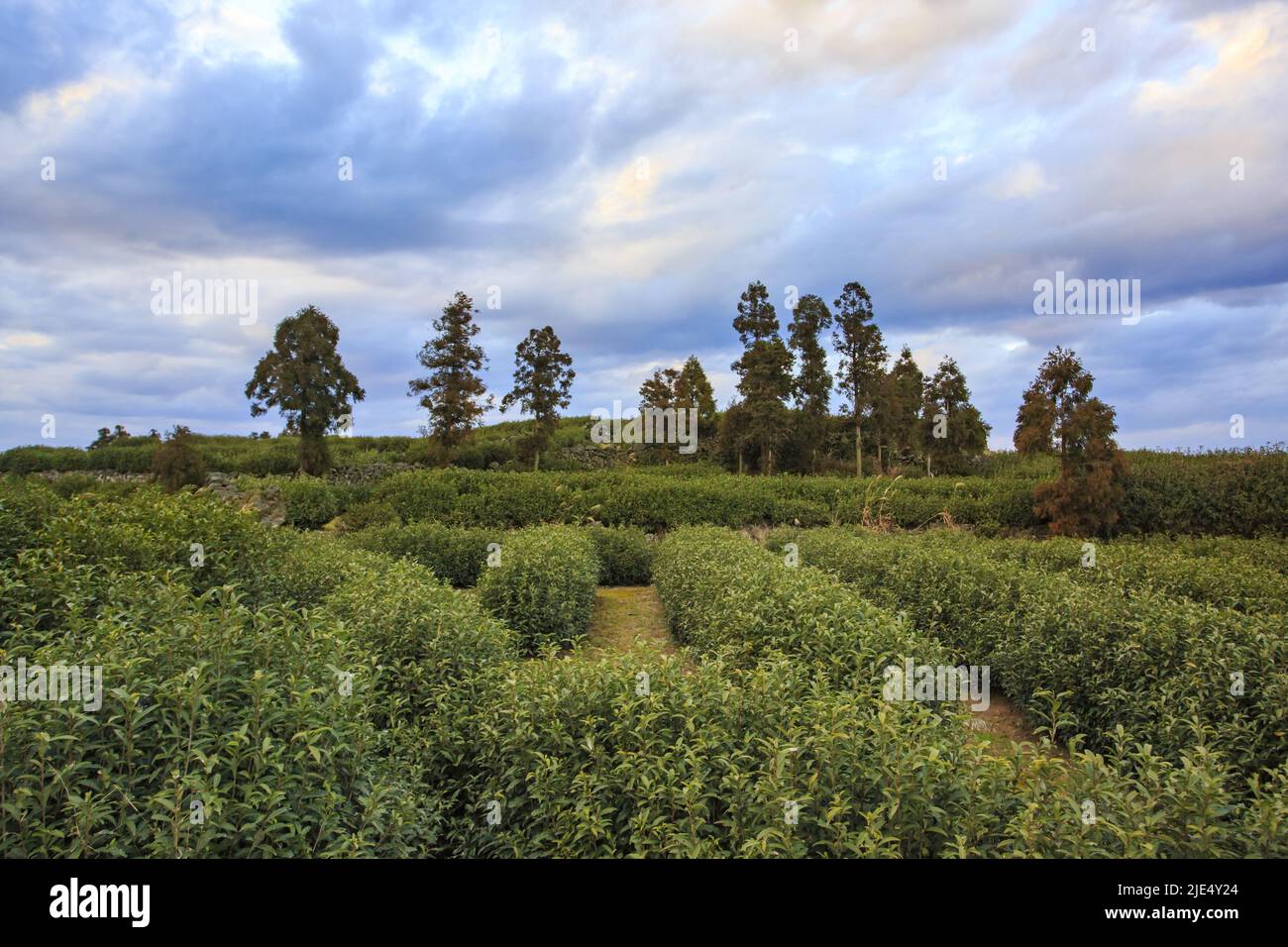 Linhai zhejiang taizhou LAN Tian Shan tea plantations Stock Photo - Alamy