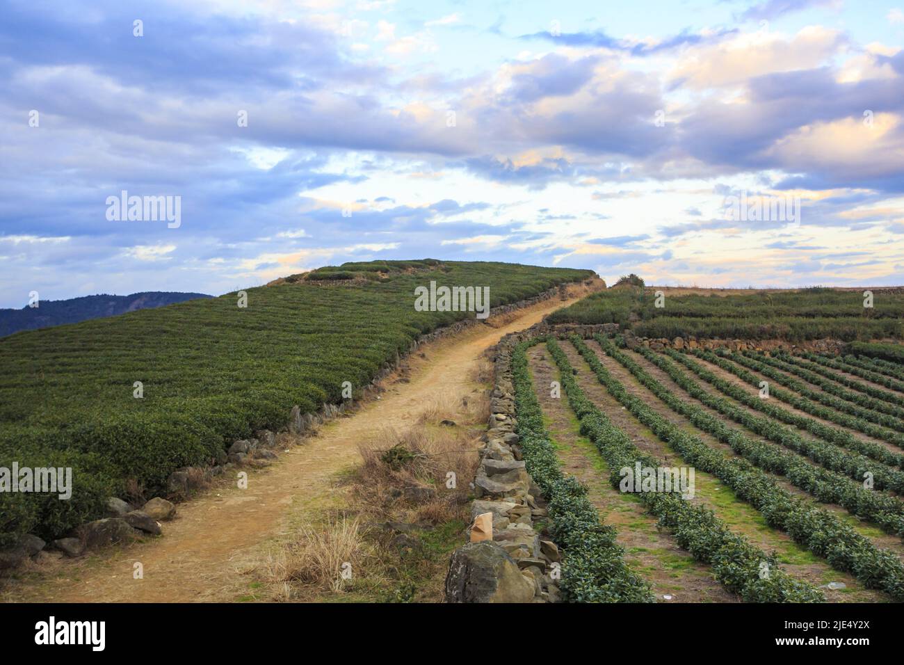 Linhai zhejiang taizhou LAN Tian Shan tea plantations Stock Photo - Alamy