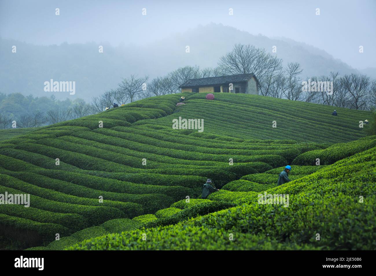 Zhejiang huzhou hi-res stock photography and images - Alamy