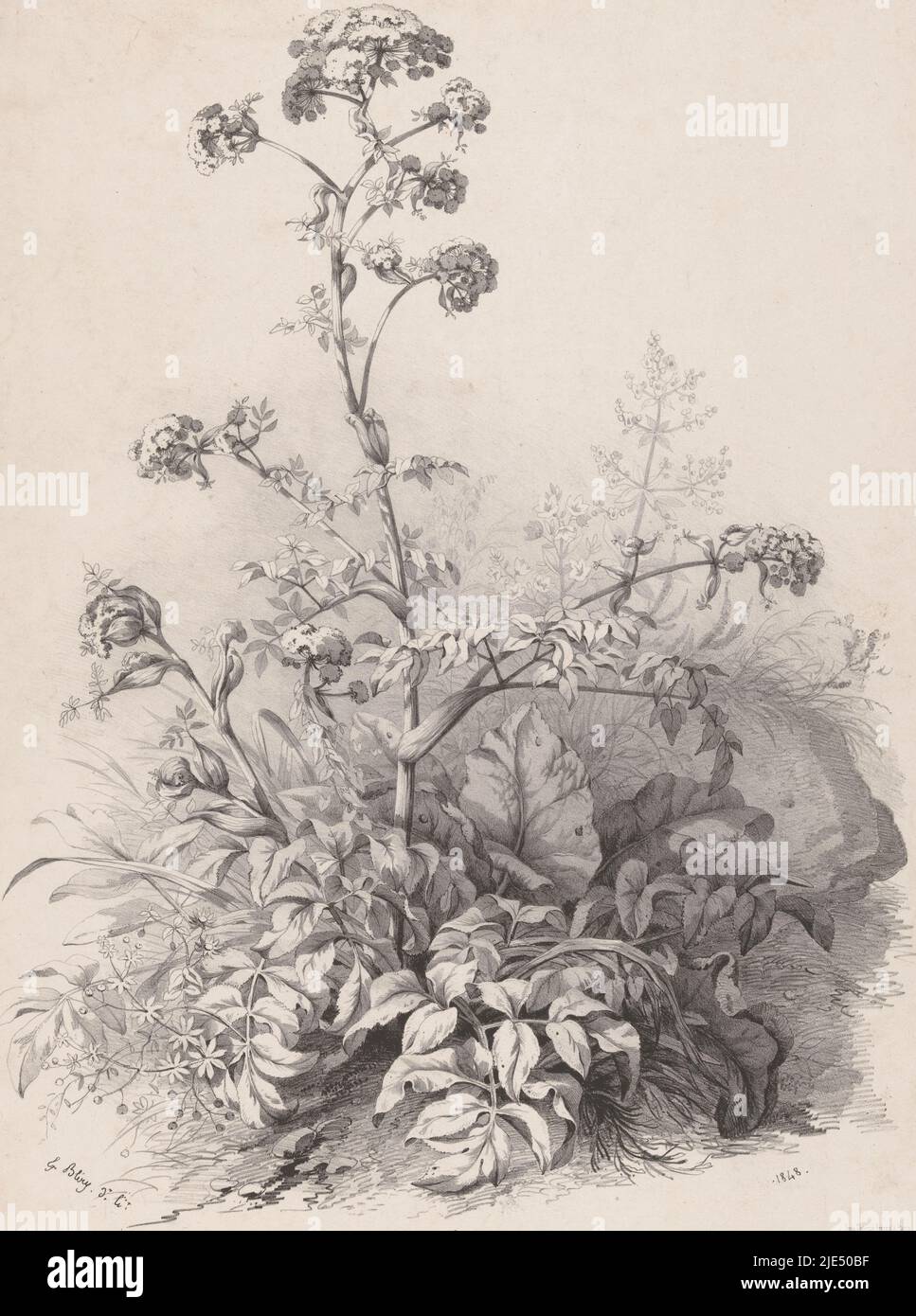 Umbelliferae various plants hi-res stock photography and images - Alamy