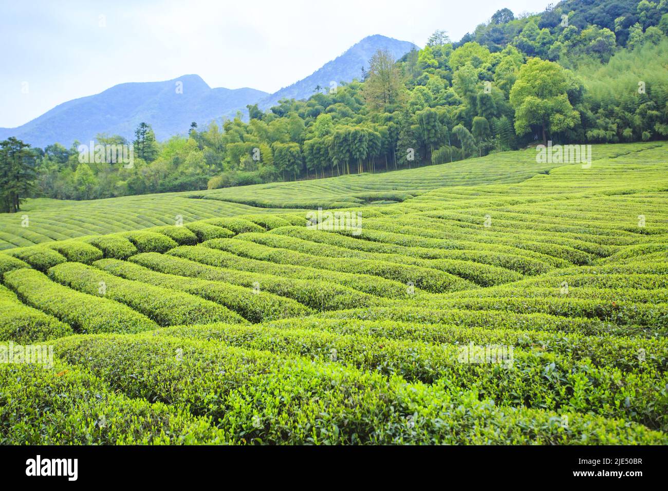 Zhejiang huzhou hi-res stock photography and images - Alamy