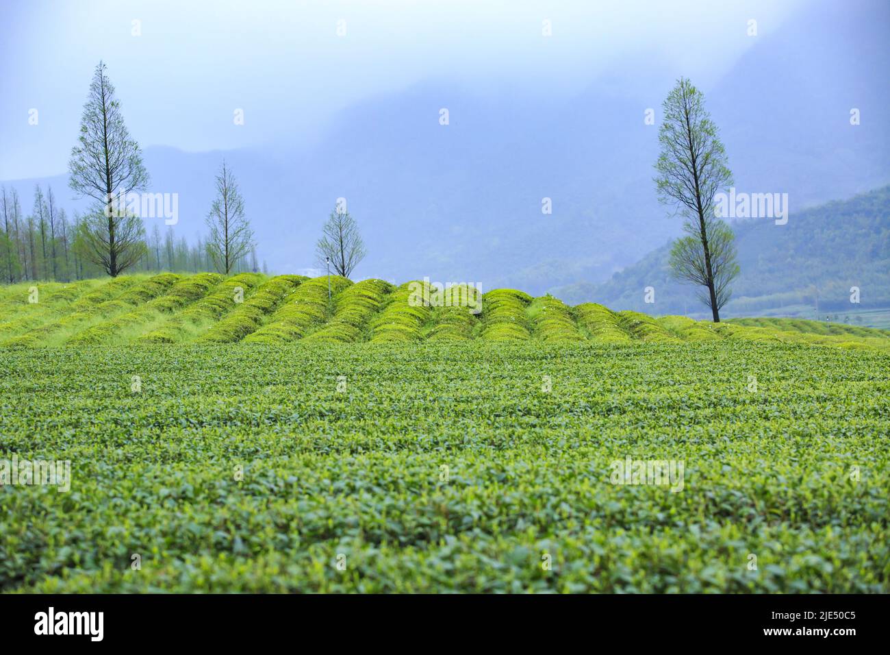 Zhejiang huzhou hi-res stock photography and images - Alamy
