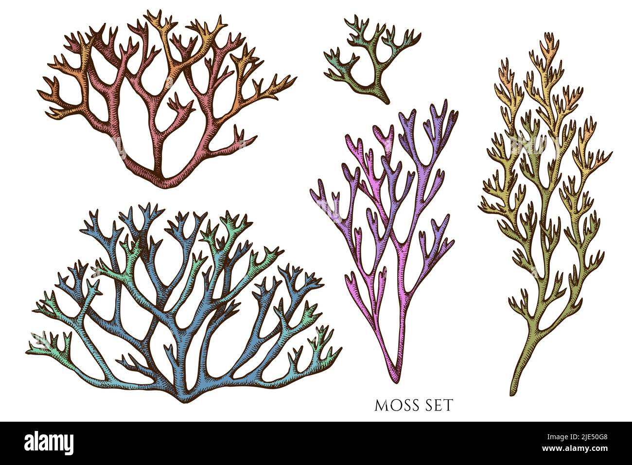 Mysterious forest hand drawn vector illustrations collection. Colored ...