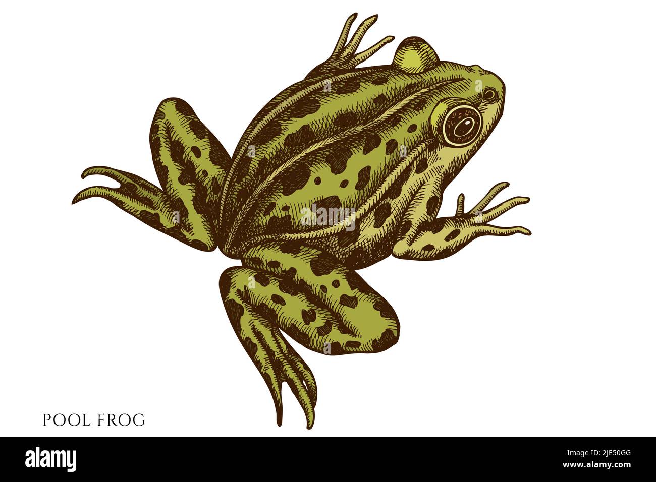 Mysterious forest hand drawn vector illustrations collection. Colored ...