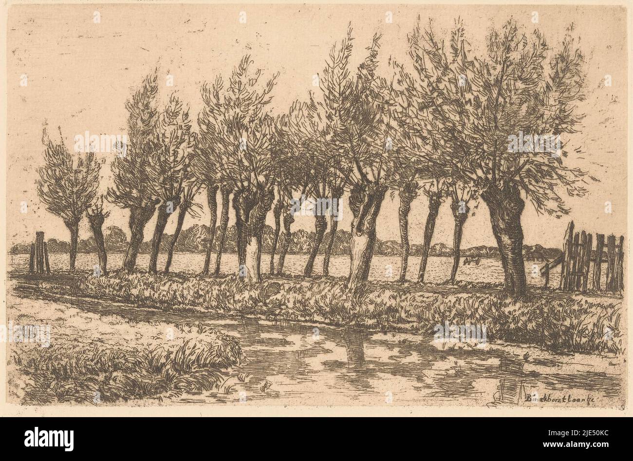 Pollard willows binckhorstlaantje hi-res stock photography and images ...