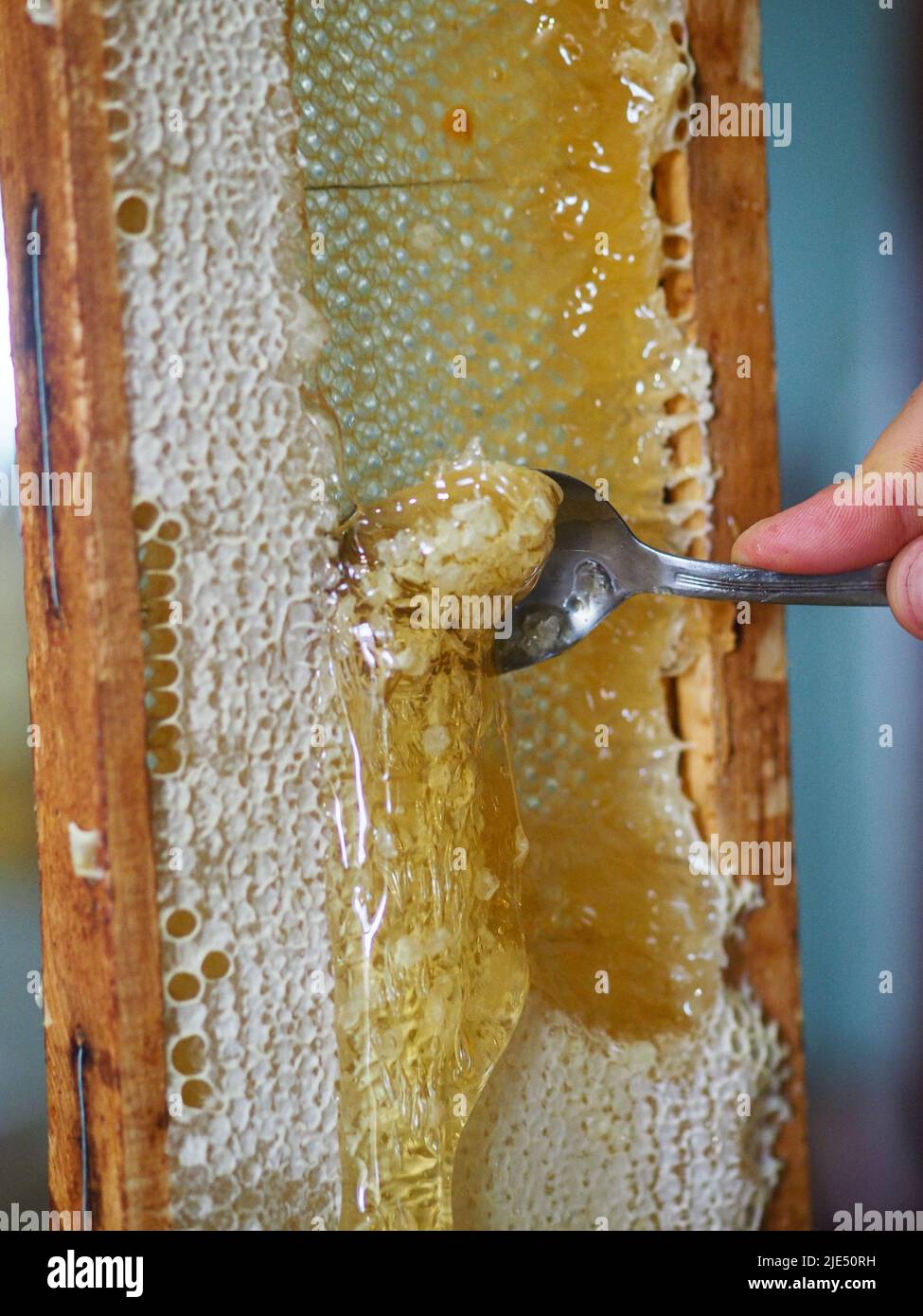 Natural raw honey being filtered ad dripped through a strainer to ...