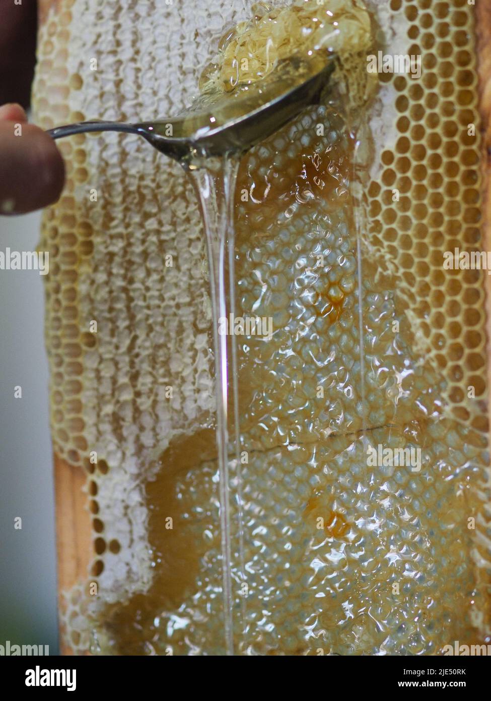 Natural raw honey being filtered ad dripped through a strainer to ...