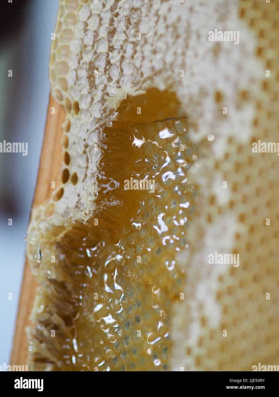 Natural raw honey being filtered ad dripped through a strainer to ...