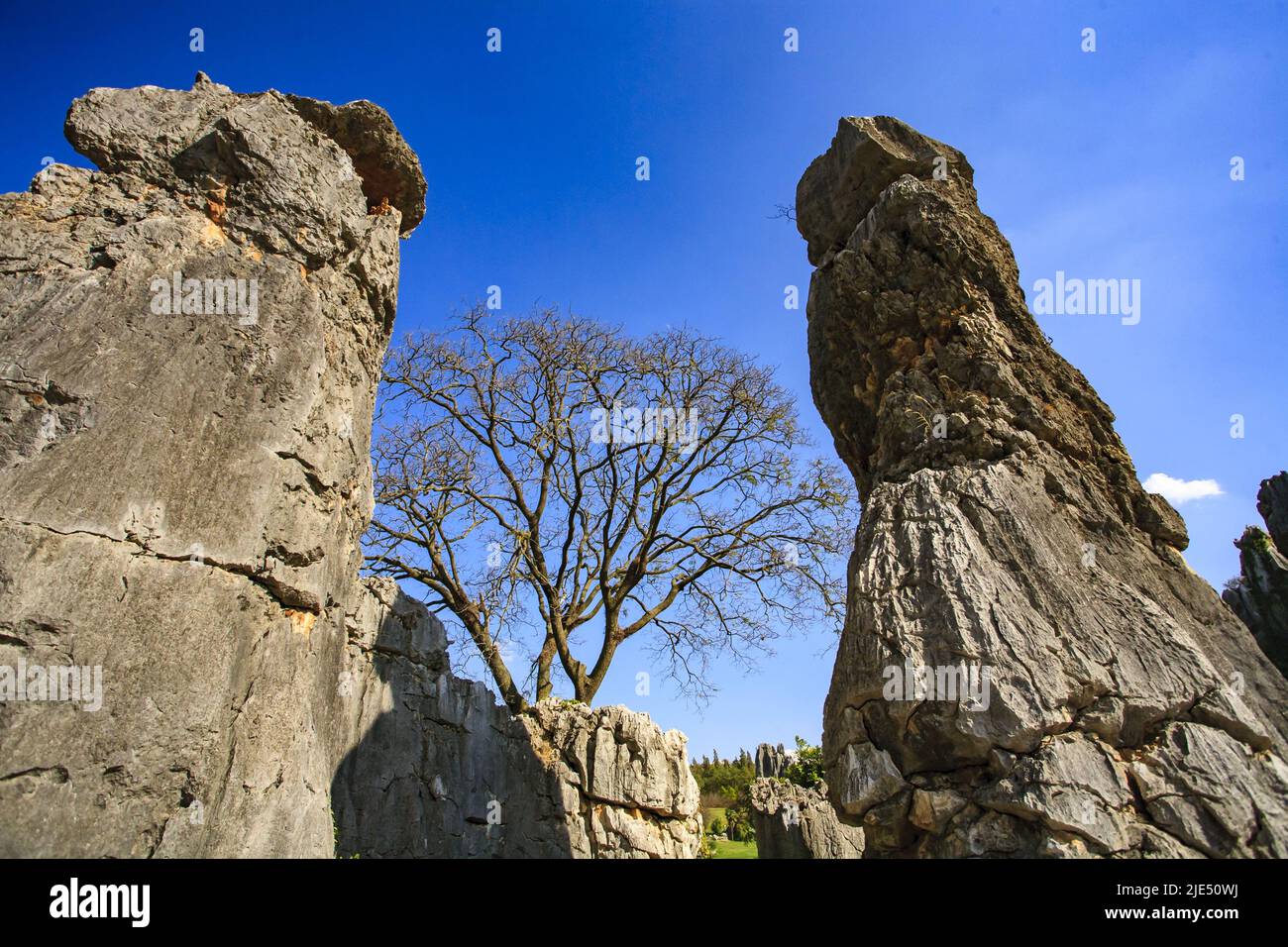 The stone forest in yunnan Stock Photo - Alamy