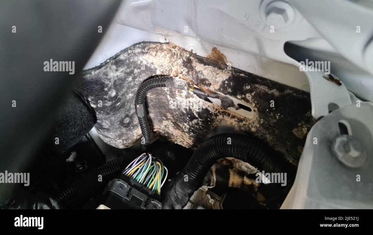 Mold in the engine compartment of a mobile home after a bad design of ...
