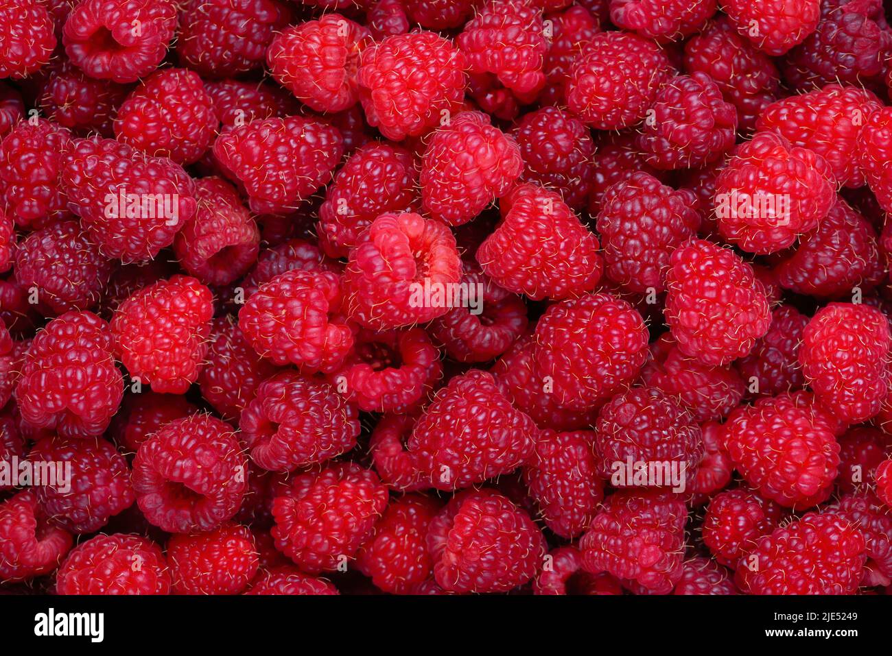 Raspberry background. Fresh red berries. Raspberry fruits horizontal ...