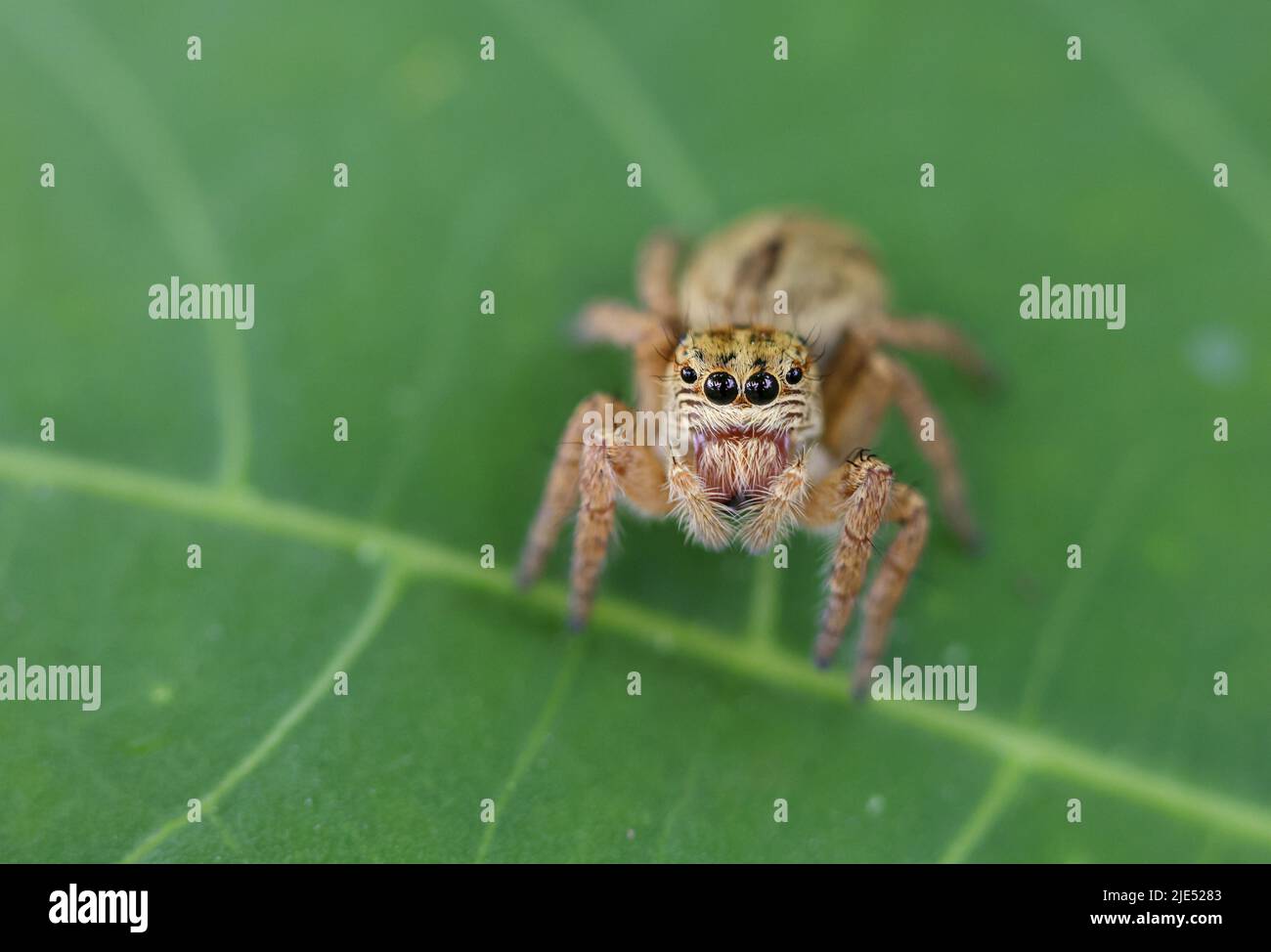 Macro close up photo of a Jumping spider Stock Photo - Alamy