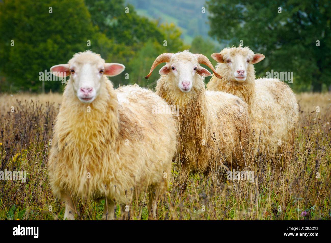 Sheep grazing in meadow on september day hi-res stock photography and ...